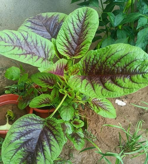 苋菜红cas号_苋菜红对人体有害吗-第2张图片-山城妙识