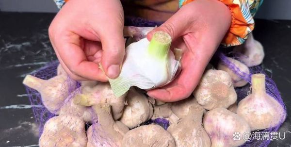 腊八蒜不绿怎么补救_腊八蒜不变绿的原因-第2张图片-山城妙识