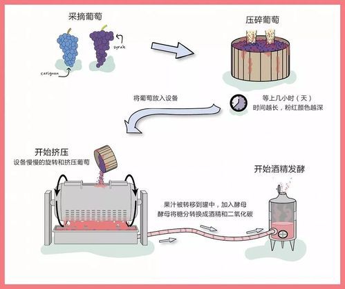 葡萄酒酿造全过程_葡萄酒是怎么酿造的-第1张图片-山城妙识