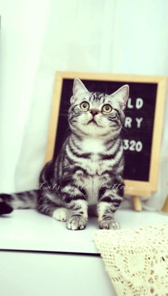 起司猫价格多少钱一只_起司猫为什么这么贵-第1张图片-山城妙识