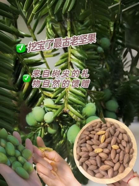 香榧子一天能吃几颗_吃多了会怎样-第3张图片-山城妙识 香榧子一天能吃几颗_吃多了会怎样-第3张图片-山城妙识