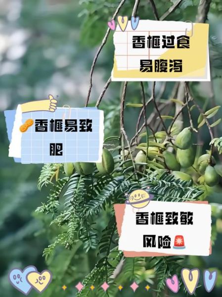 香榧子一天能吃几颗_吃多了会怎样-第2张图片-山城妙识 香榧子一天能吃几颗_吃多了会怎样-第2张图片-山城妙识