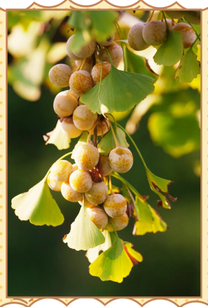 银杏果能生吃吗_银杏果生吃有毒吗-第1张图片-山城妙识