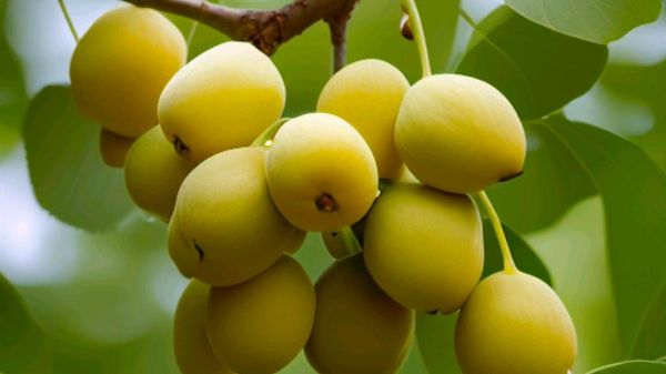 银杏果能生吃吗_银杏果生吃有毒吗-第3张图片-山城妙识