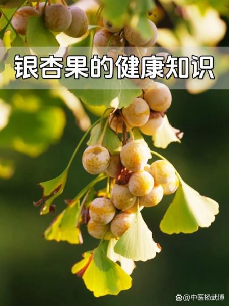 银杏果能生吃吗_银杏果生吃有毒吗-第2张图片-山城妙识
