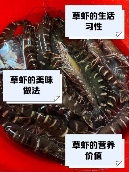 大草虾怎么做好吃_大草虾价格多少钱一斤-第1张图片-山城妙识