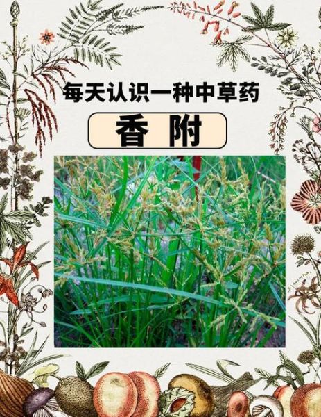 香附和附子是同一味中药吗_功效区别与使用禁忌-第2张图片-山城妙识 香附和附子是同一味中药吗_功效区别与使用禁忌-第2张图片-山城妙识