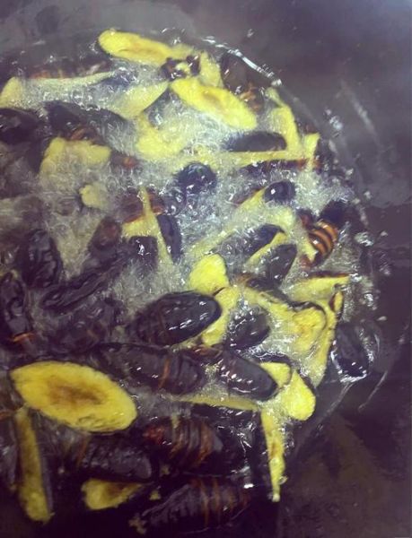 干煸蚕蛹怎么做才酥脆_干煸蚕蛹需要焯水吗-第1张图片-山城妙识