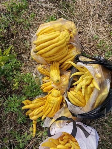 佛手瓜哪些部位不能吃_佛手瓜皮能吃吗-第2张图片-山城妙识