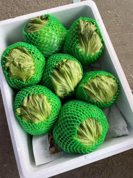 西生菜可以生吃吗_生吃西生菜安全吗-第1张图片-山城妙识