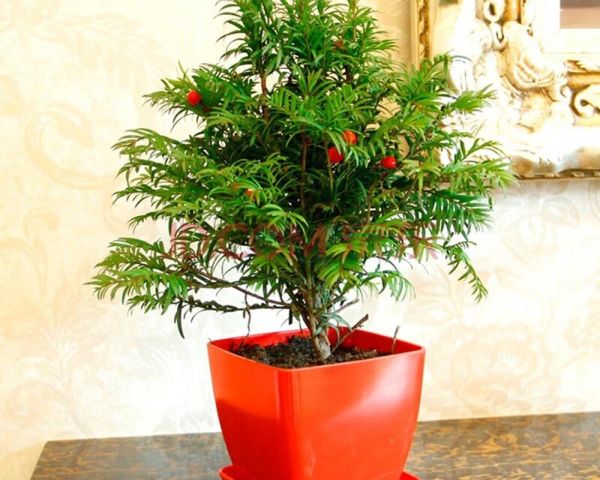 红豆杉盆景怎么养_红豆杉盆景图片大全欣赏-第3张图片-山城妙识