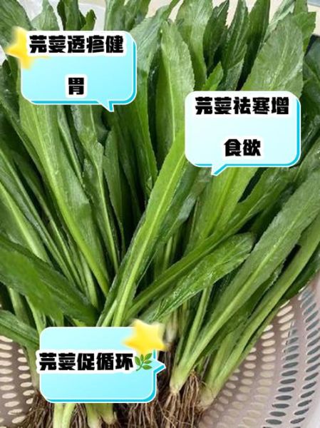 芫茜的功效与作用_芫茜怎么吃最好-第1张图片-山城妙识