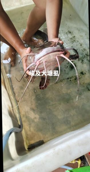 埃及塘虱化粪池事件真相_埃及塘虱还能吃吗-第1张图片-山城妙识