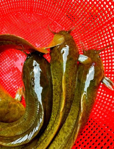 埃及塘虱化粪池事件真相_埃及塘虱还能吃吗-第3张图片-山城妙识