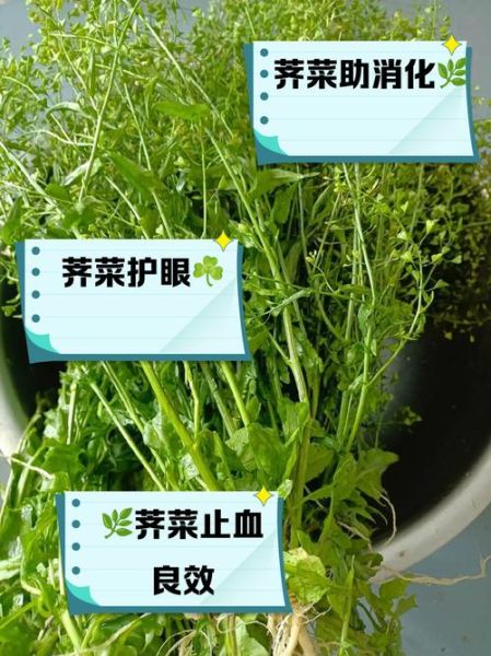 马荠菜图片功效与作用_马荠菜怎么吃最好-第3张图片-山城妙识