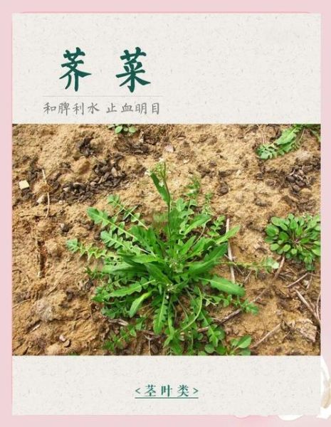 马荠菜图片功效与作用_马荠菜怎么吃最好-第1张图片-山城妙识