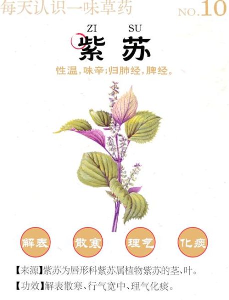 紫苏的药用价值有哪些_紫苏怎么吃效果最好-第1张图片-山城妙识