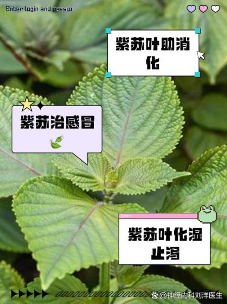 紫苏的药用价值有哪些_紫苏怎么吃效果最好-第3张图片-山城妙识