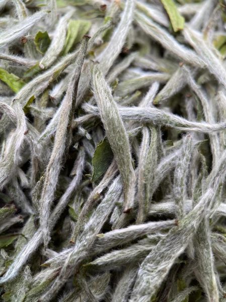 白毫银针价格多少钱一斤_白毫银针怎么泡才正确-第3张图片-山城妙识