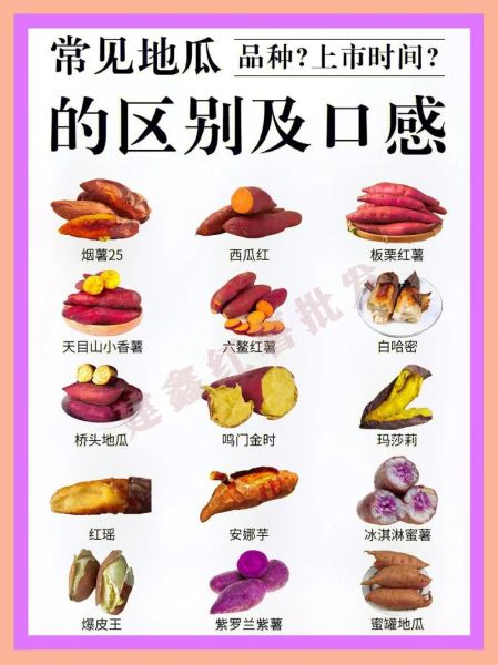 红薯图片大全_红薯品种怎么区分-第1张图片-山城妙识