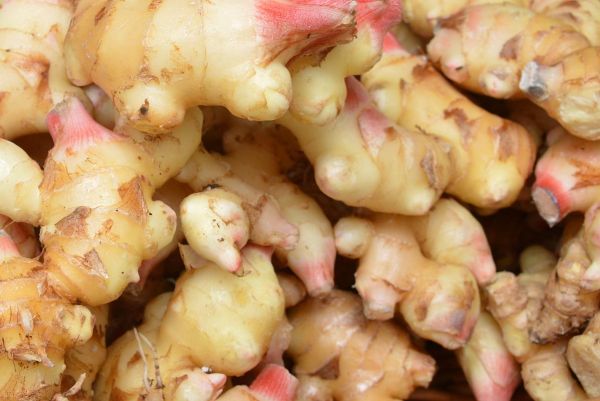 沙姜长什么样_沙姜图片大全哪里找-第2张图片-山城妙识