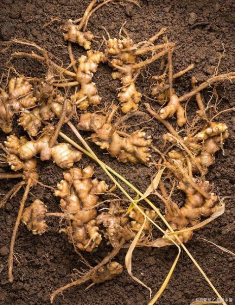 沙姜长什么样_沙姜图片大全哪里找-第1张图片-山城妙识