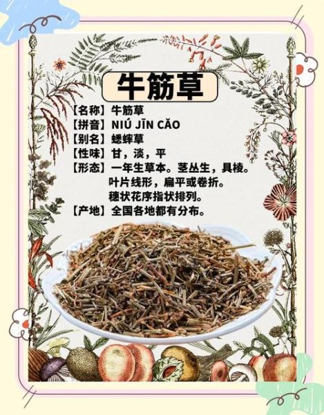 牛筋草的功效与作用_牛筋草怎么泡水喝-第3张图片-山城妙识