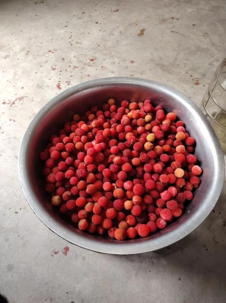 杨梅酒怎么泡_六斤杨梅酒制作方法比例-第3张图片-山城妙识