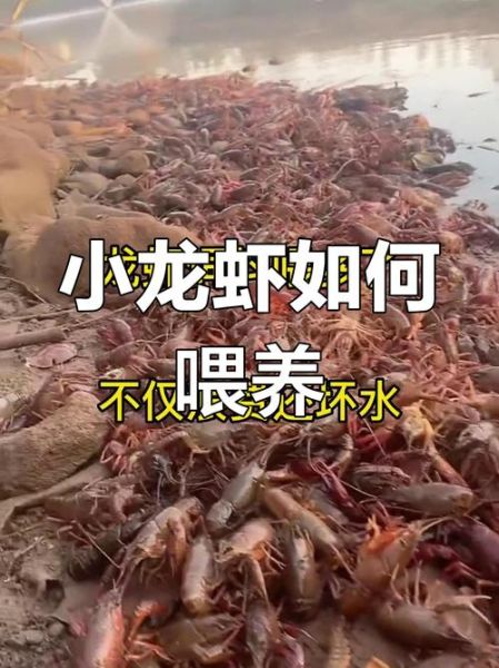 龙虾养殖技术_龙虾养殖常见问题-第1张图片-山城妙识 龙虾养殖技术_龙虾养殖常见问题-第1张图片-山城妙识
