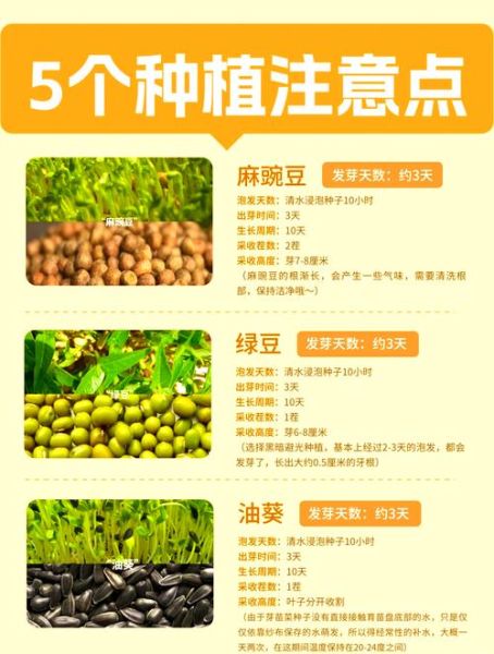 芽苗菜怎么种_如何种得又长又嫩-第1张图片-山城妙识