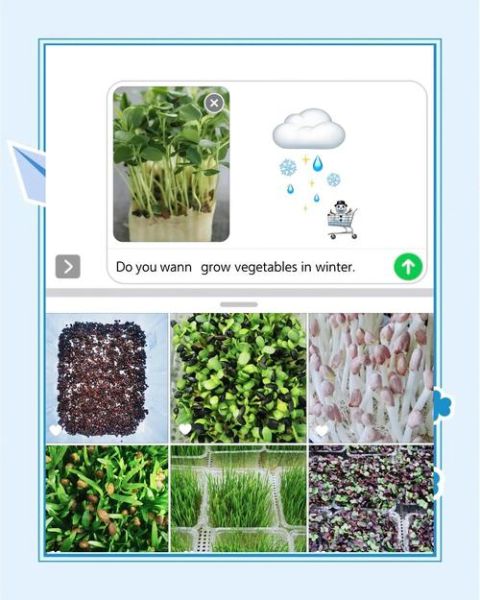 芽苗菜怎么种_如何种得又长又嫩-第3张图片-山城妙识