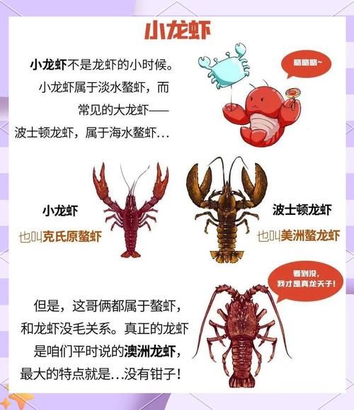 龙虾养殖技术_龙虾养殖常见问题-第3张图片-山城妙识 龙虾养殖技术_龙虾养殖常见问题-第3张图片-山城妙识