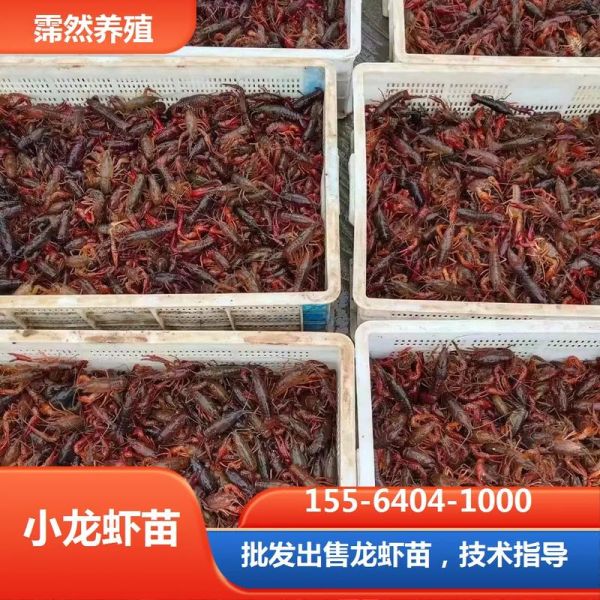 龙虾养殖技术_龙虾养殖常见问题-第2张图片-山城妙识 龙虾养殖技术_龙虾养殖常见问题-第2张图片-山城妙识