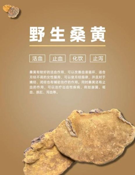 野生桑黄的功效与作用_野生桑黄怎么吃效果最好-第2张图片-山城妙识