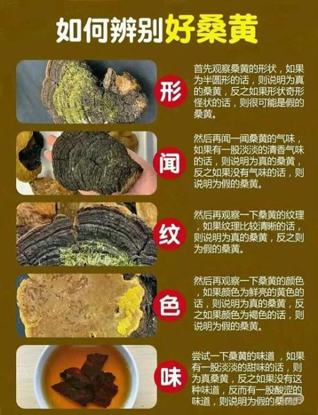 野生桑黄的功效与作用_野生桑黄怎么吃效果最好-第1张图片-山城妙识