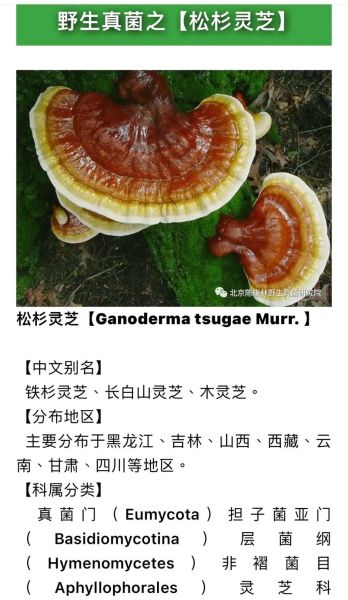 野生灵芝的功效与作用_野生灵芝适合什么人吃-第1张图片-山城妙识