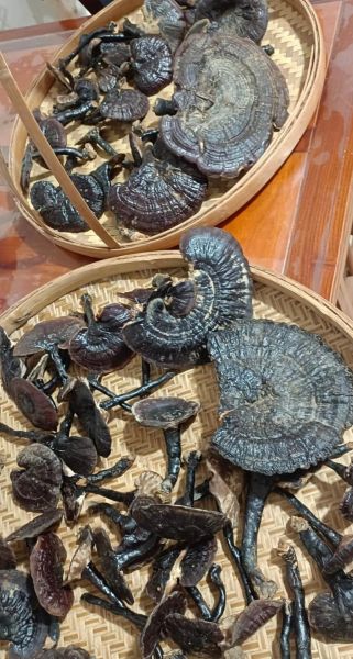 野生灵芝的功效与作用_野生灵芝适合什么人吃-第3张图片-山城妙识