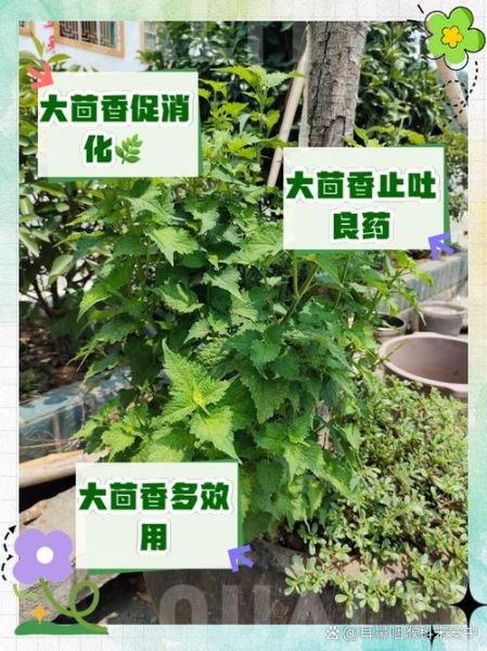 茴香治肠胃真的有用吗_怎么吃效果最好-第1张图片-山城妙识