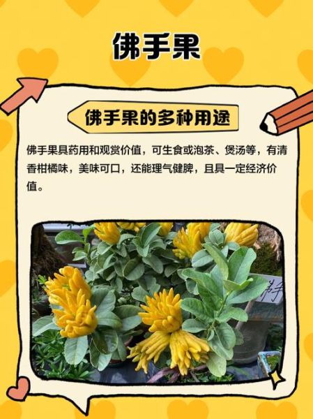 佛手果图片大全_佛手果的功效与作用-第3张图片-山城妙识