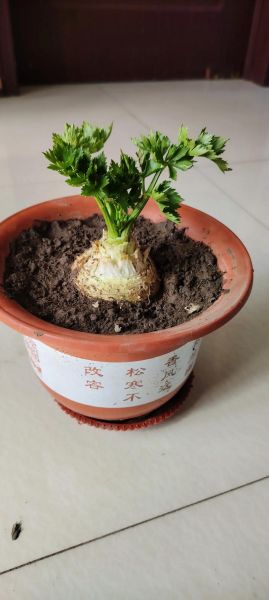 芹菜根的功效与作用_芹菜根怎么吃效果最好-第3张图片-山城妙识 芹菜根的功效与作用_芹菜根怎么吃效果最好-第3张图片-山城妙识