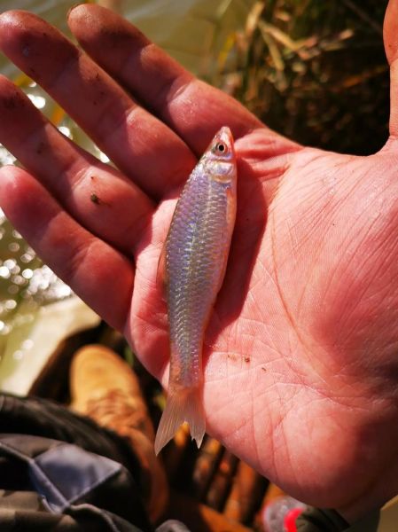 鱼糕钓鱼时钟怎么用_鱼糕钓鱼时钟适合什么鱼-第3张图片-山城妙识