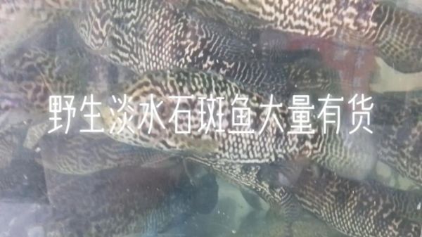 野生淡水石斑鱼多少钱一斤_哪里能买到正宗货-第1张图片-山城妙识