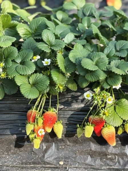 牛奶草莓和普通草莓区别_牛奶草莓种植方法-第2张图片-山城妙识
