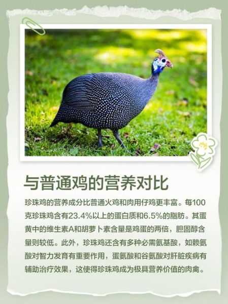 珍珠鸡吃什么食物为主_珍珠鸡饲料配方大全-第1张图片-山城妙识