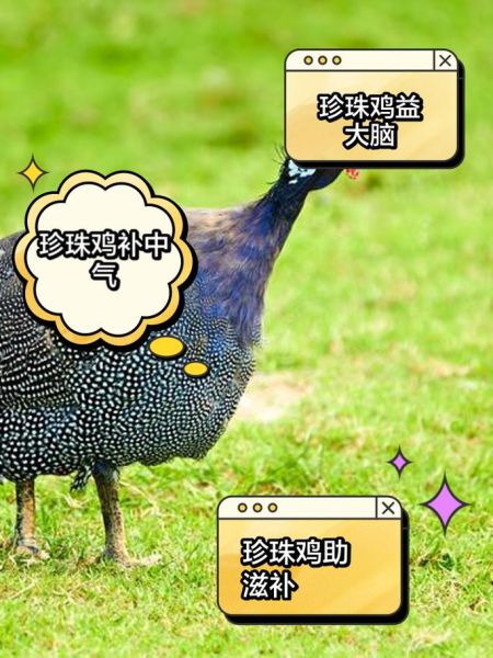 珍珠鸡吃什么食物为主_珍珠鸡饲料配方大全-第3张图片-山城妙识