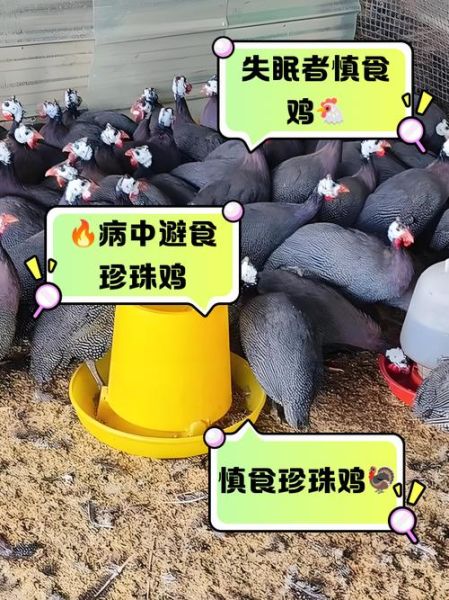 珍珠鸡吃什么食物为主_珍珠鸡饲料配方大全-第2张图片-山城妙识