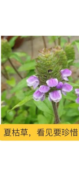 夏枯草副作用致癌_夏枯草会致癌吗-第3张图片-山城妙识