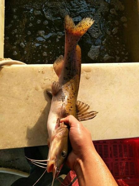 芝麻剑鱼多少钱一斤_芝麻剑鱼价格走势-第1张图片-山城妙识