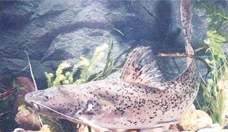 芝麻剑鱼多少钱一斤_芝麻剑鱼价格走势-第2张图片-山城妙识