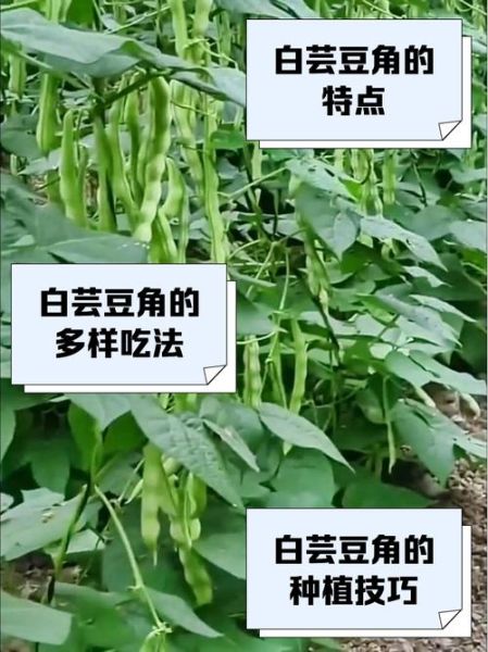 白豇豆的功效与作用_白豇豆怎么吃最养脾胃-第3张图片-山城妙识
